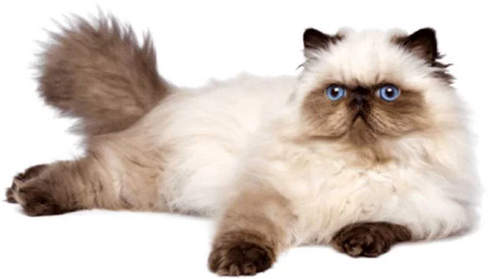 Diferencias entre el Gato Persa y el Himalayo