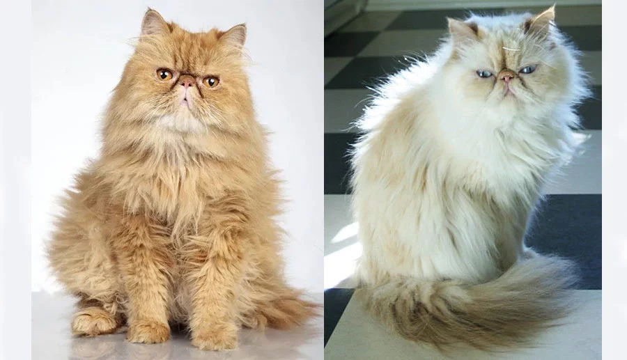 Diferencias entre el Gato Persa y el Himalayo