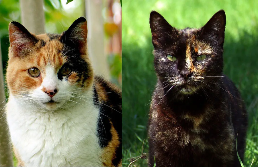 Diferencias entre Gato Carey, Calicó y Tricolor